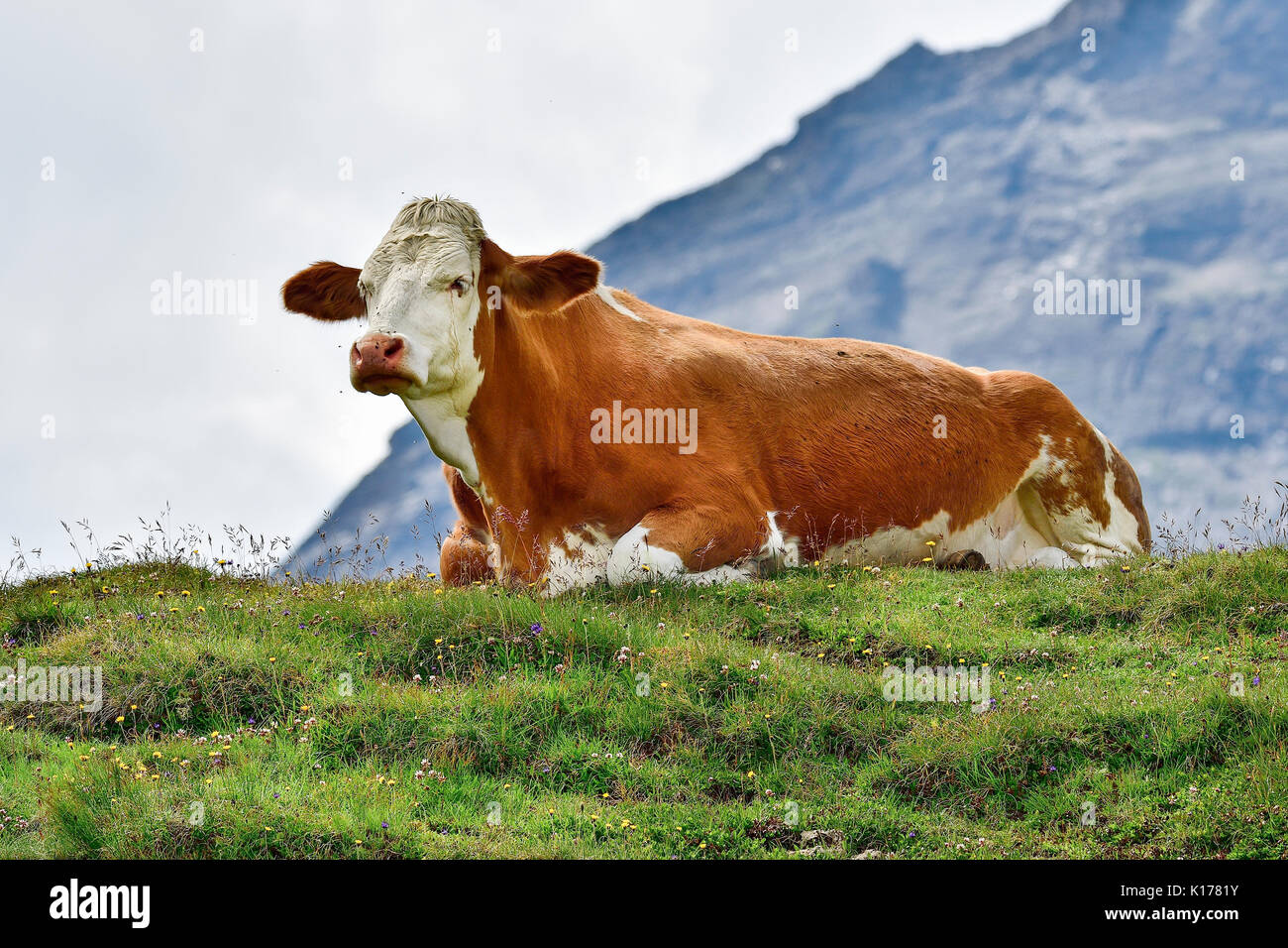 Alpine Cow on the pasture having a rest after hard days work Stock ...
