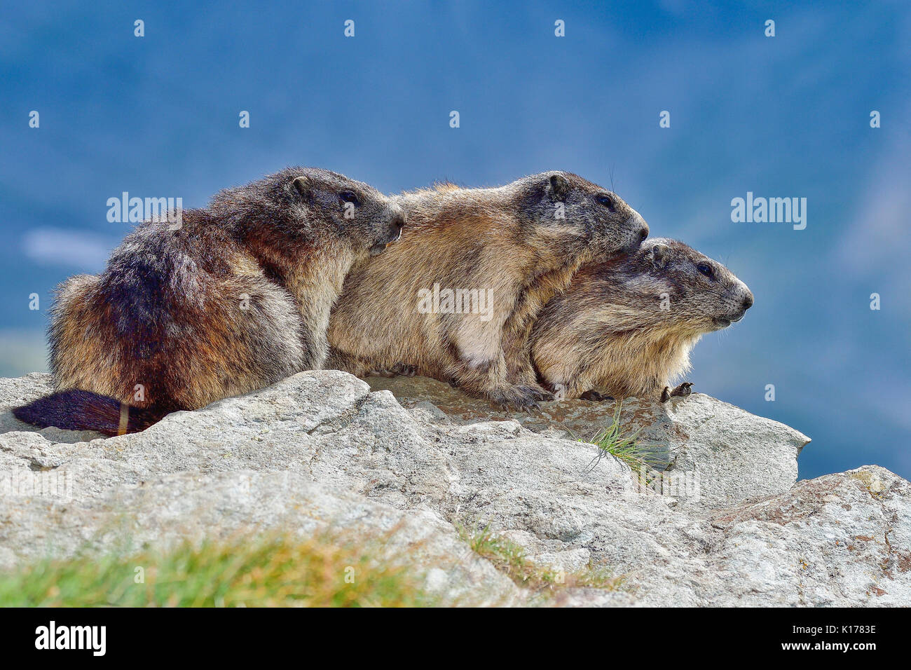 Alpine marmot family Stock Photo - Alamy