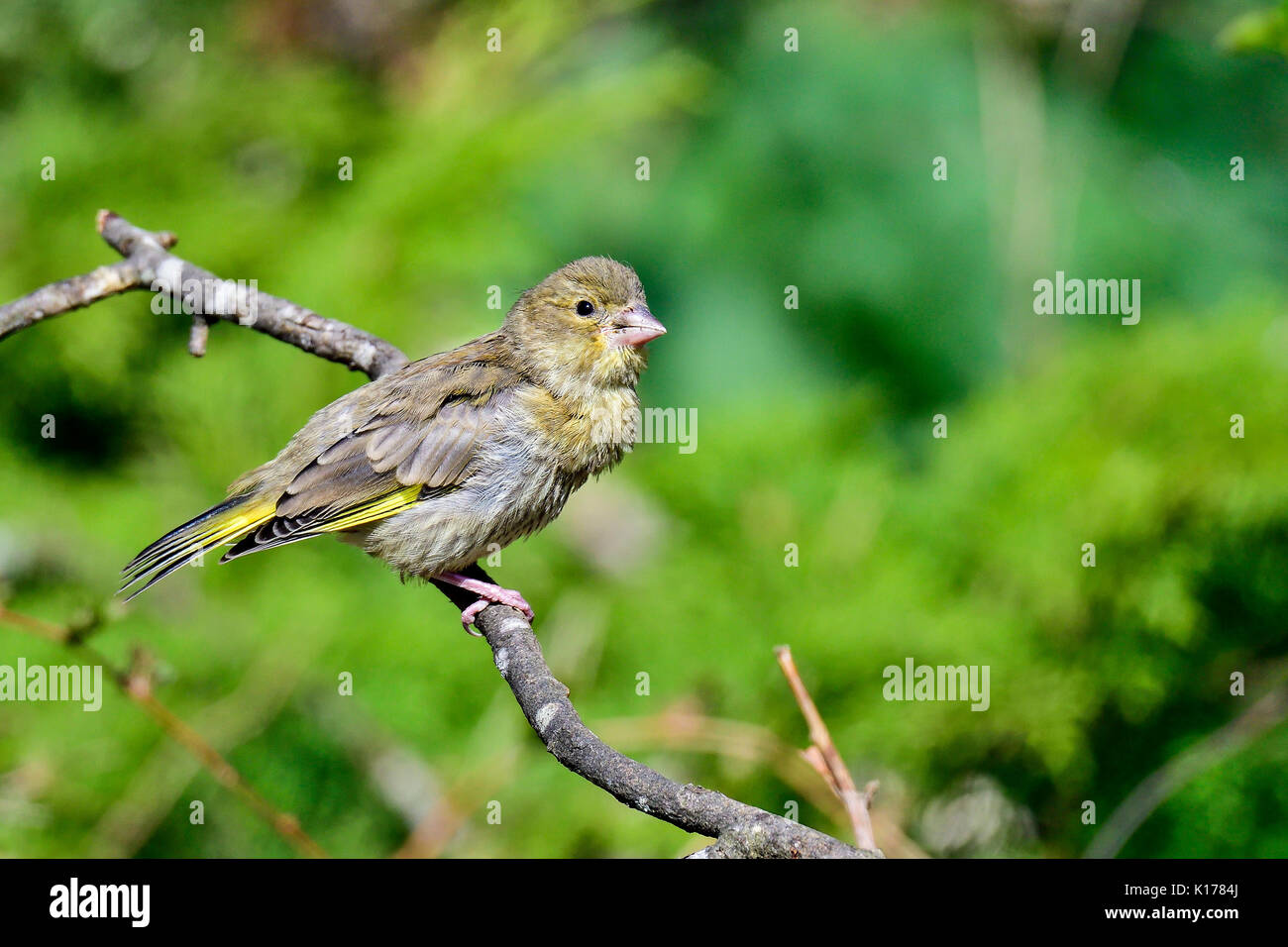 Curious greenfinch hi-res stock photography and images - Alamy