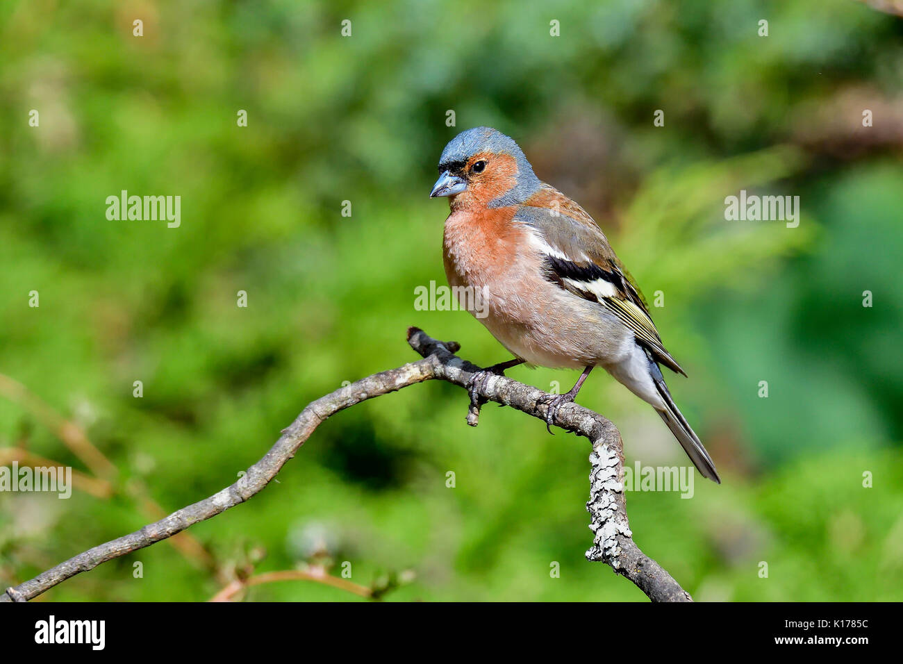 Chaffinch bird hi-res stock photography and images - Alamy