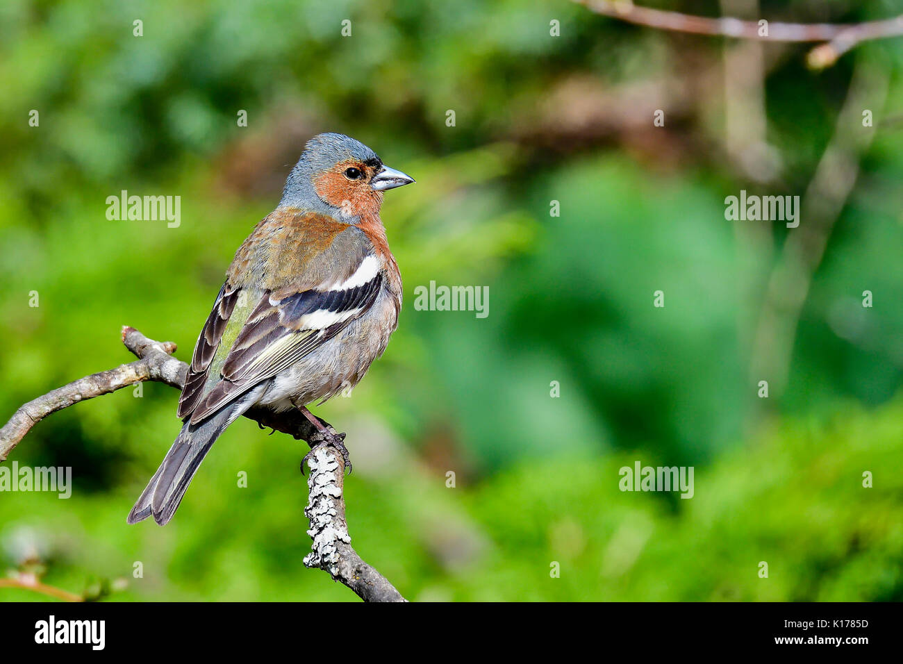 Chaffinch bird hi-res stock photography and images - Alamy
