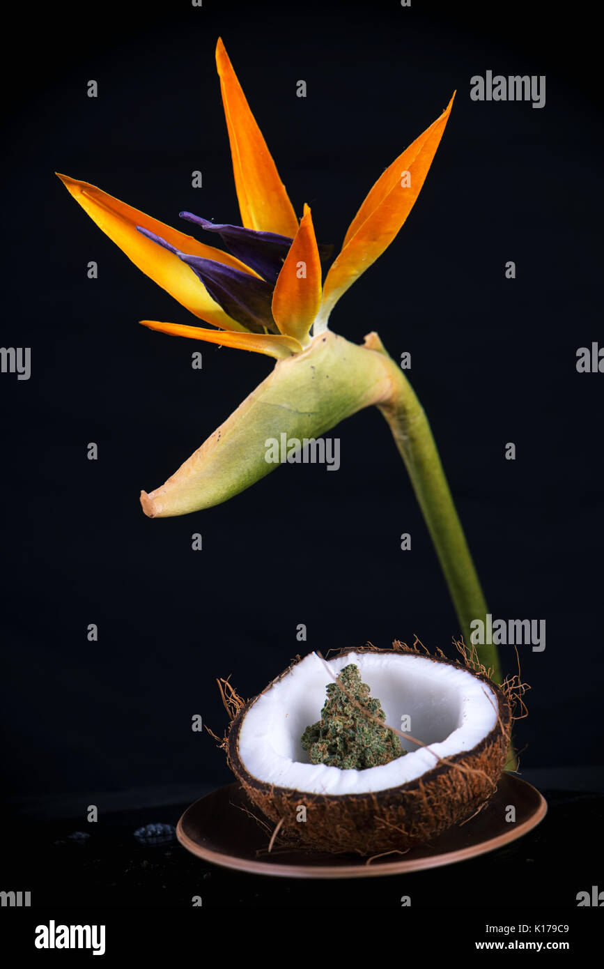 Detail of cannabis bud with fresh coconut and tropical flower isolated ...