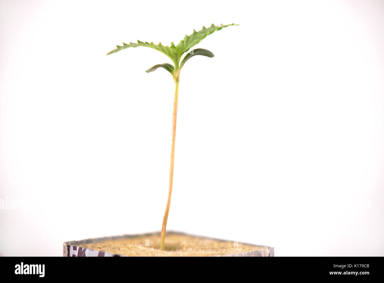 Macro detail of cannabis sprout on a cube with the first two leaves ...