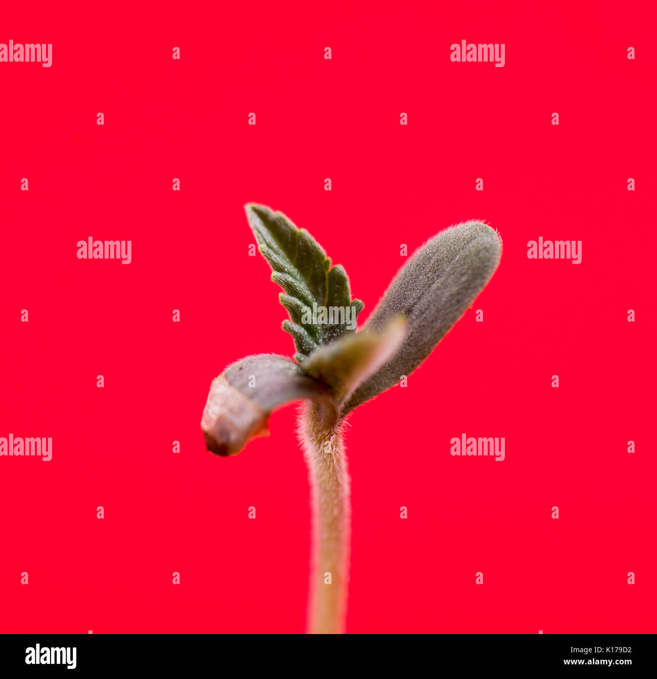 Cannabis sprout hi-res stock photography and images - Alamy