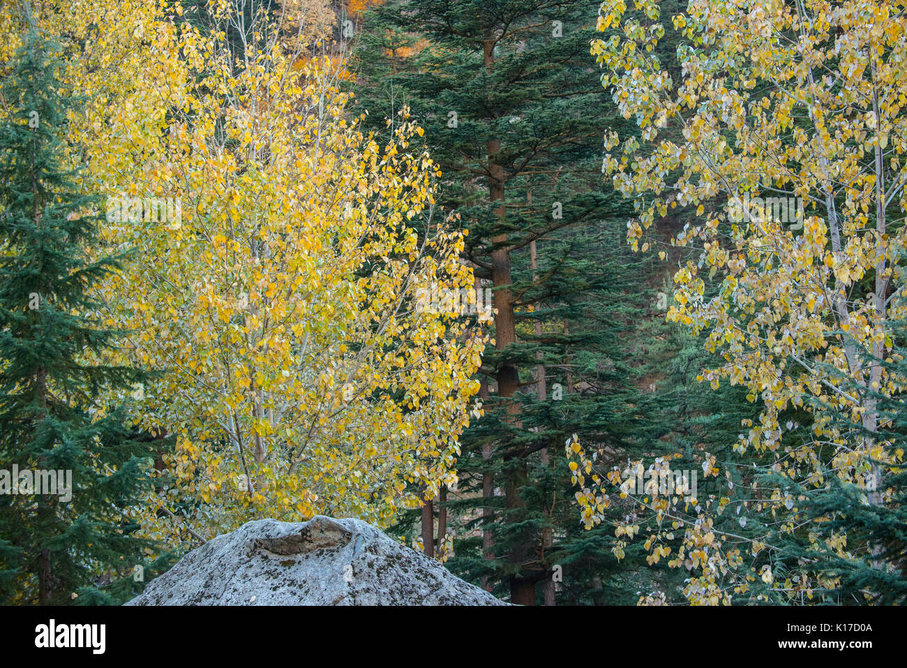 Sangla valley in Kinnaur in Himachal Pradesh of India os a beautiful ...