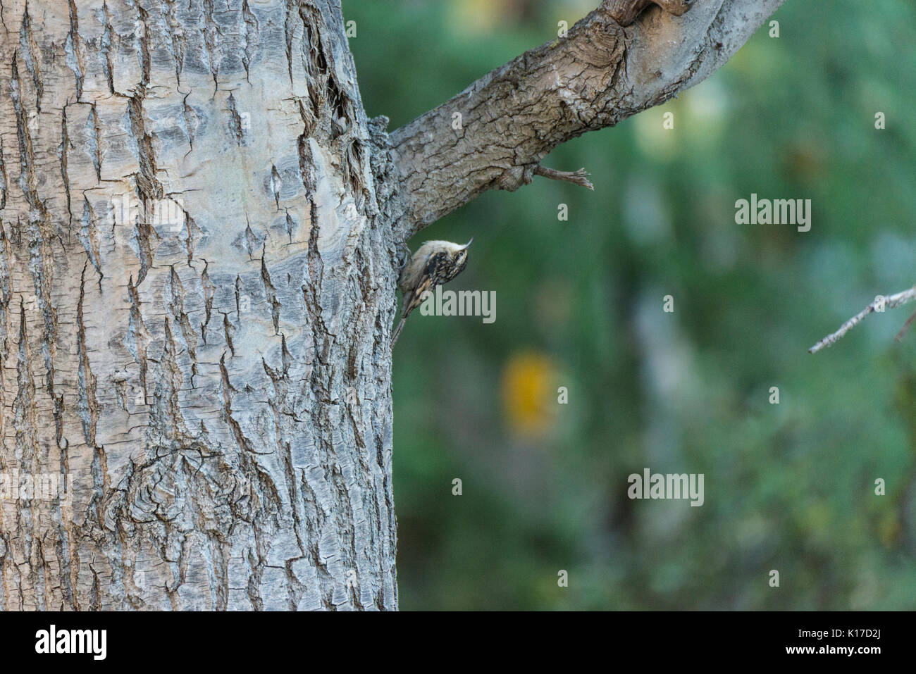 The bar-tailed tree creeper in a forest in Sangla valley in Kinnaur ...