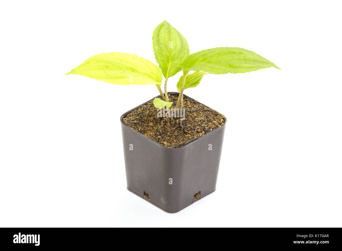 young green seedling passiflora plant in clay flowerpot on white ...