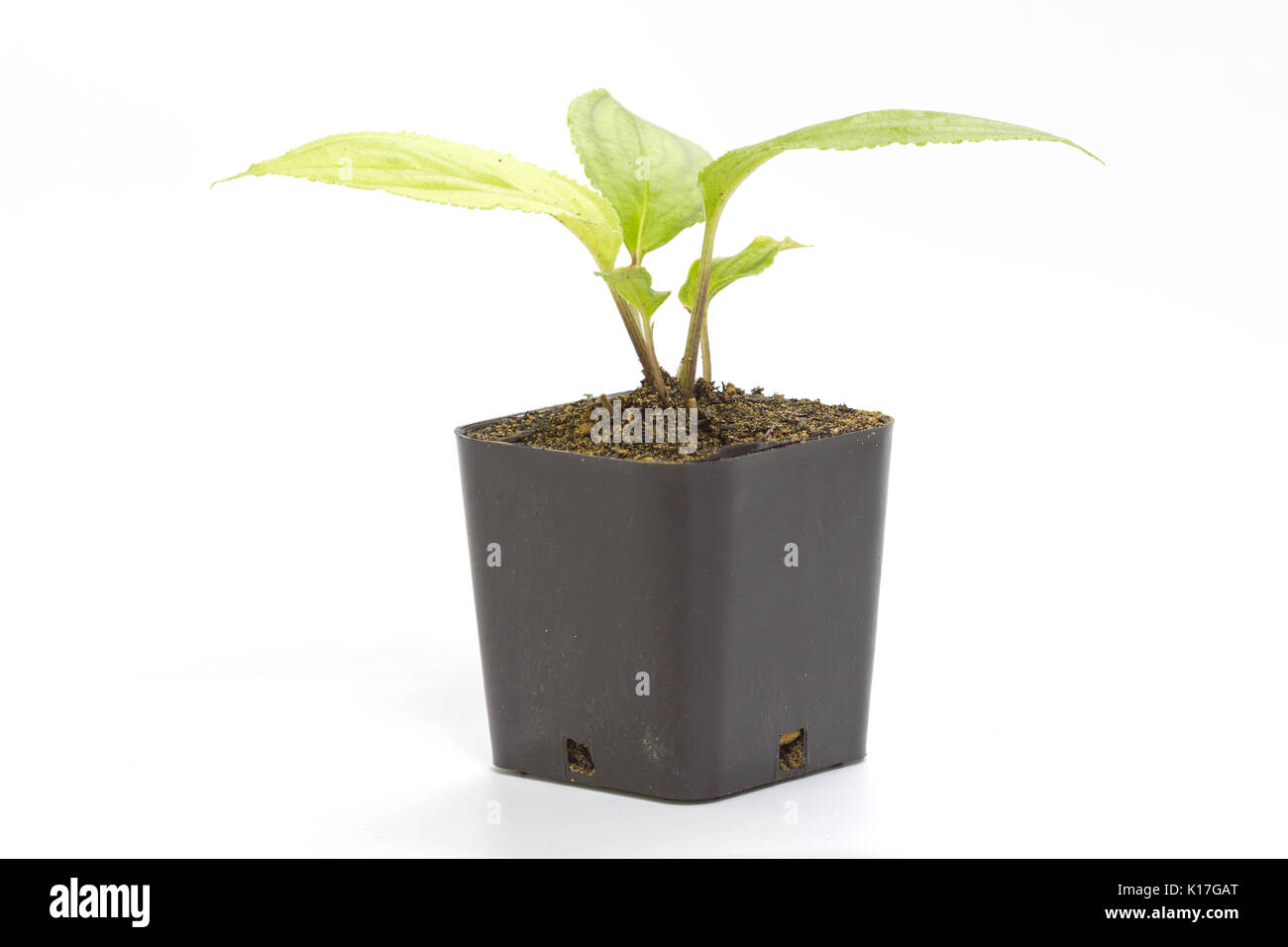young green seedling passiflora plant in clay flowerpot on white ...