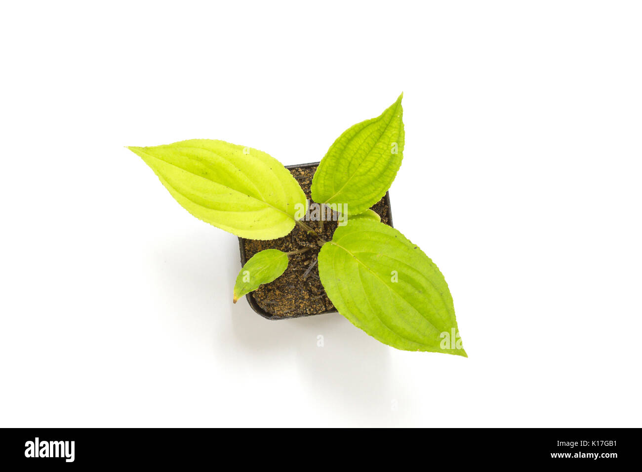 young green seedling passiflora plant in clay flowerpot on white ...