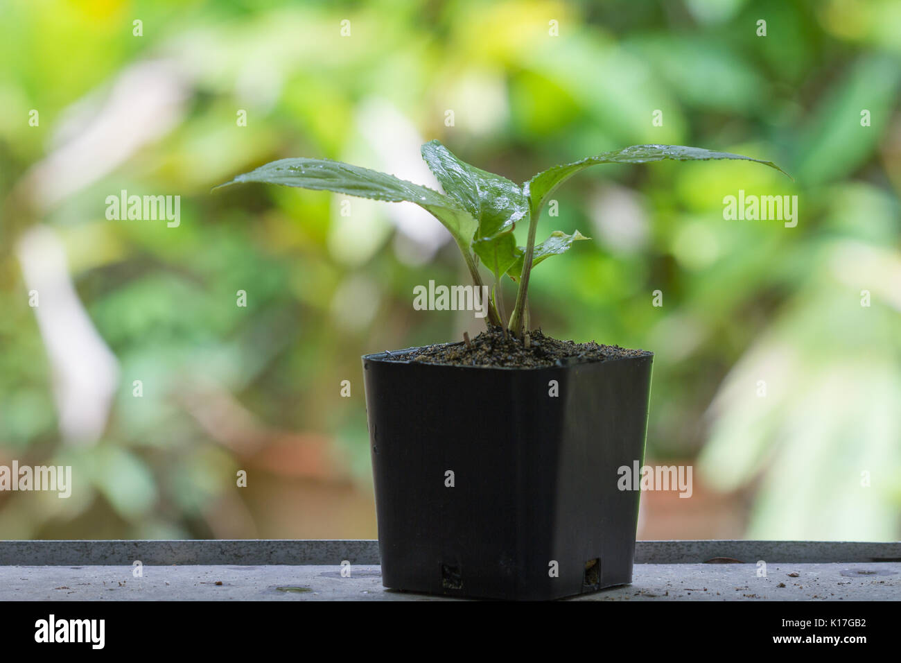 young green seedling passiflora plant in clay flowerpot on window Stock ...