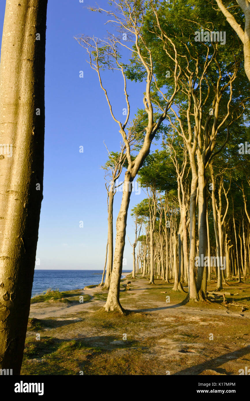 Nienhagen hi-res stock photography and images - Alamy