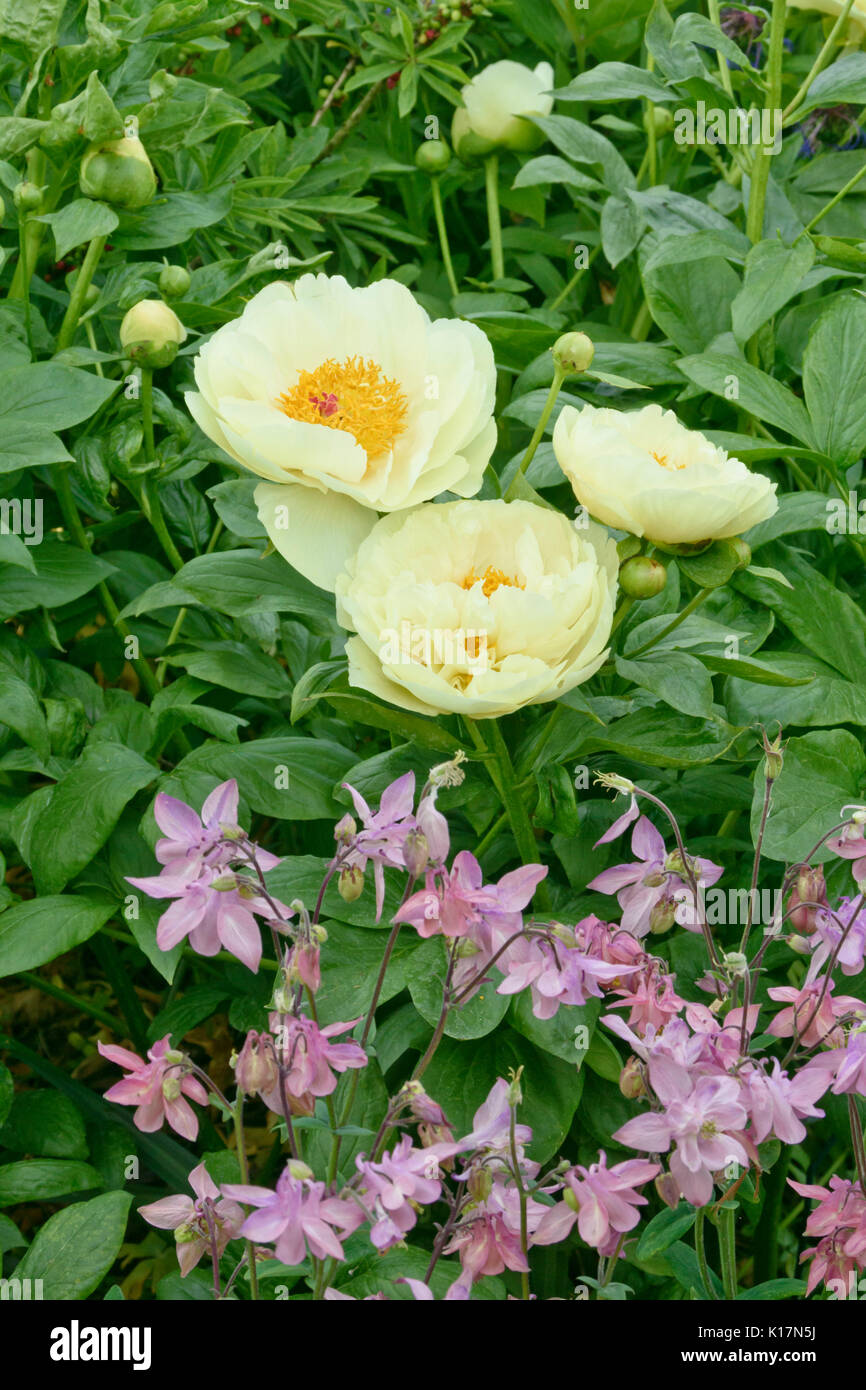 Chinese peony (Paeonia lactiflora 'Lemon Chiffon') and columbines ...