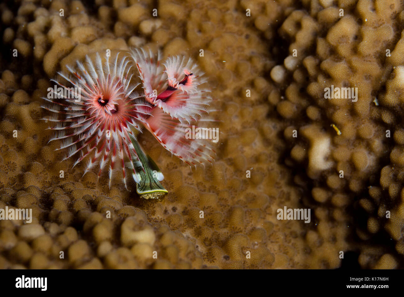 Reef buliding worms hi-res stock photography and images - Alamy