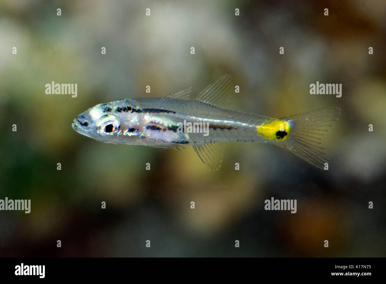 Seethrough fish hi-res stock photography and images - Alamy