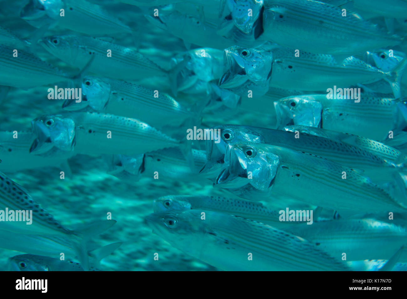 Mooresphotograohy hi-res stock photography and images - Alamy