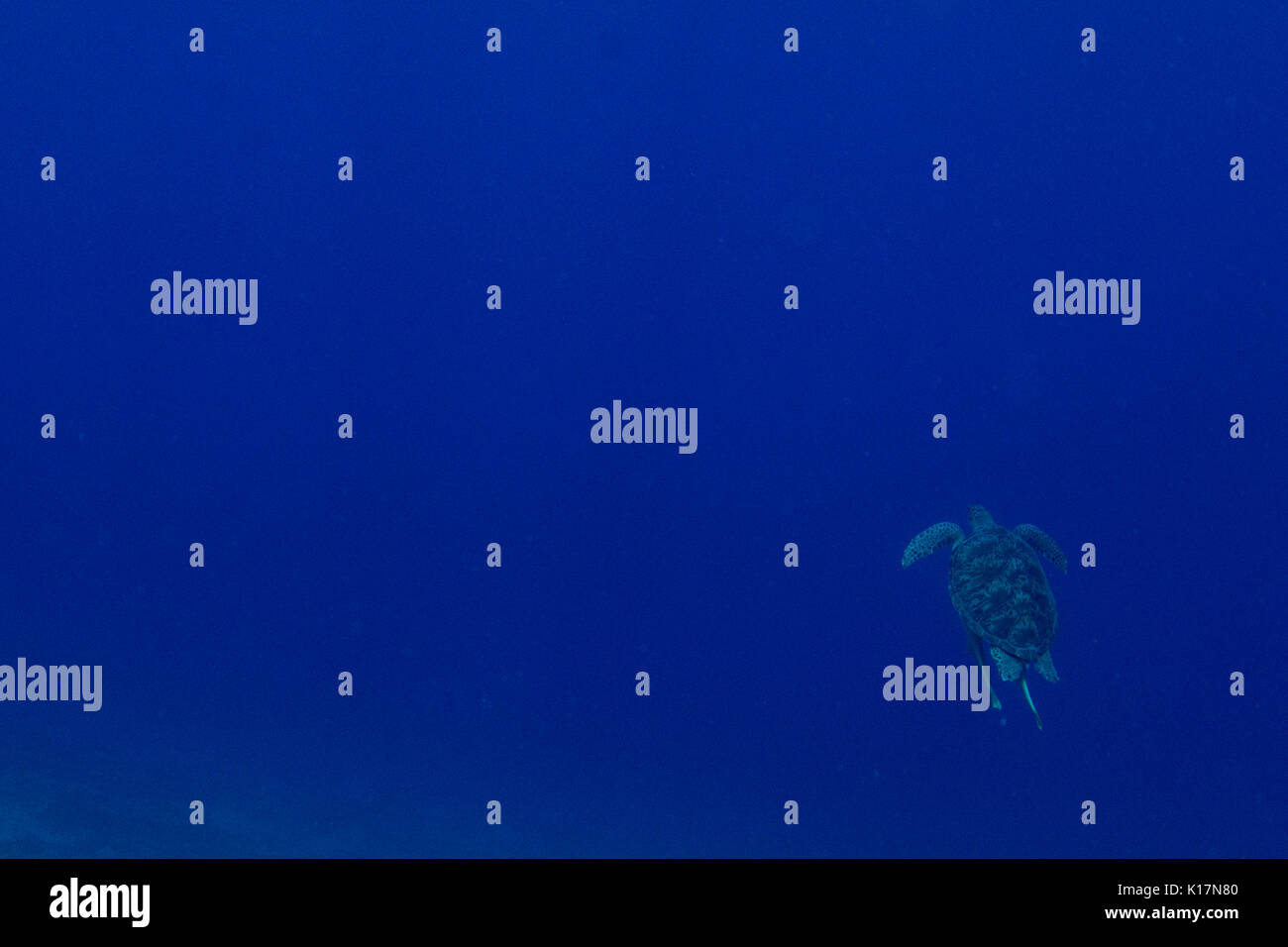 Turtle with negative space Stock Photo - Alamy