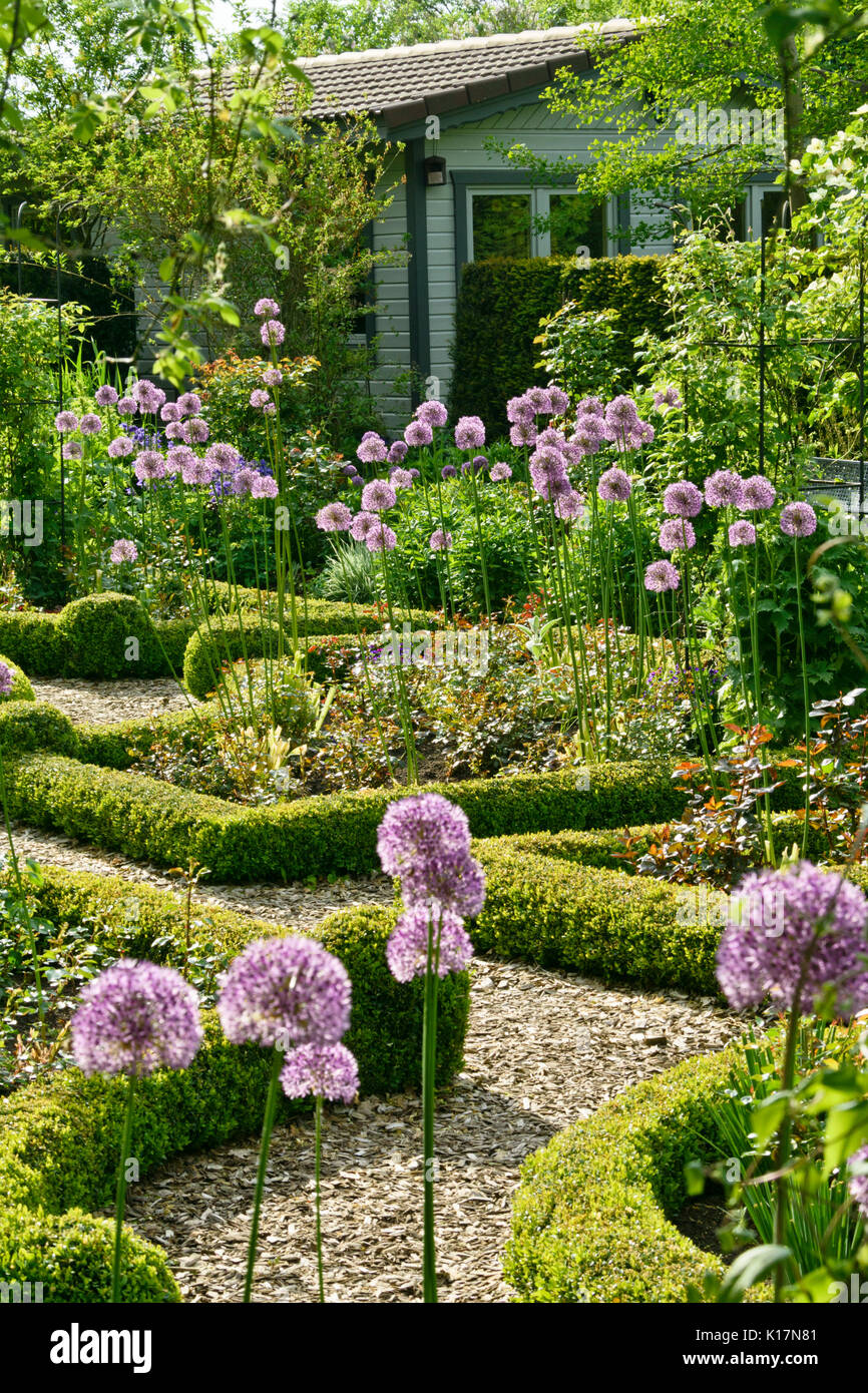 Ornamental onion (Allium) and boxwoods (Buxus) in a rose garden. Design ...