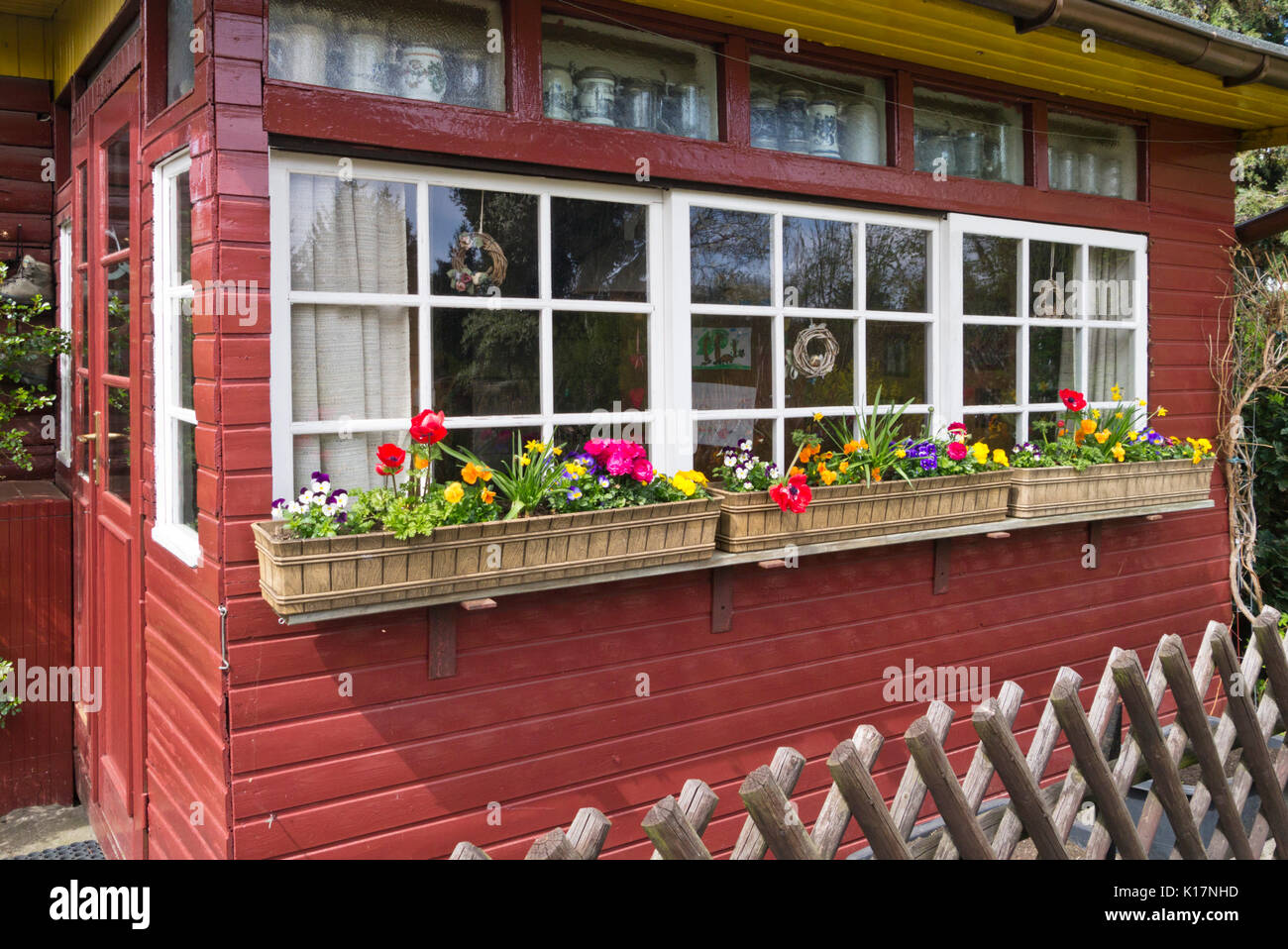 Violets (Viola), daffodils (Narcissus) and spring anemones (Anemone ...