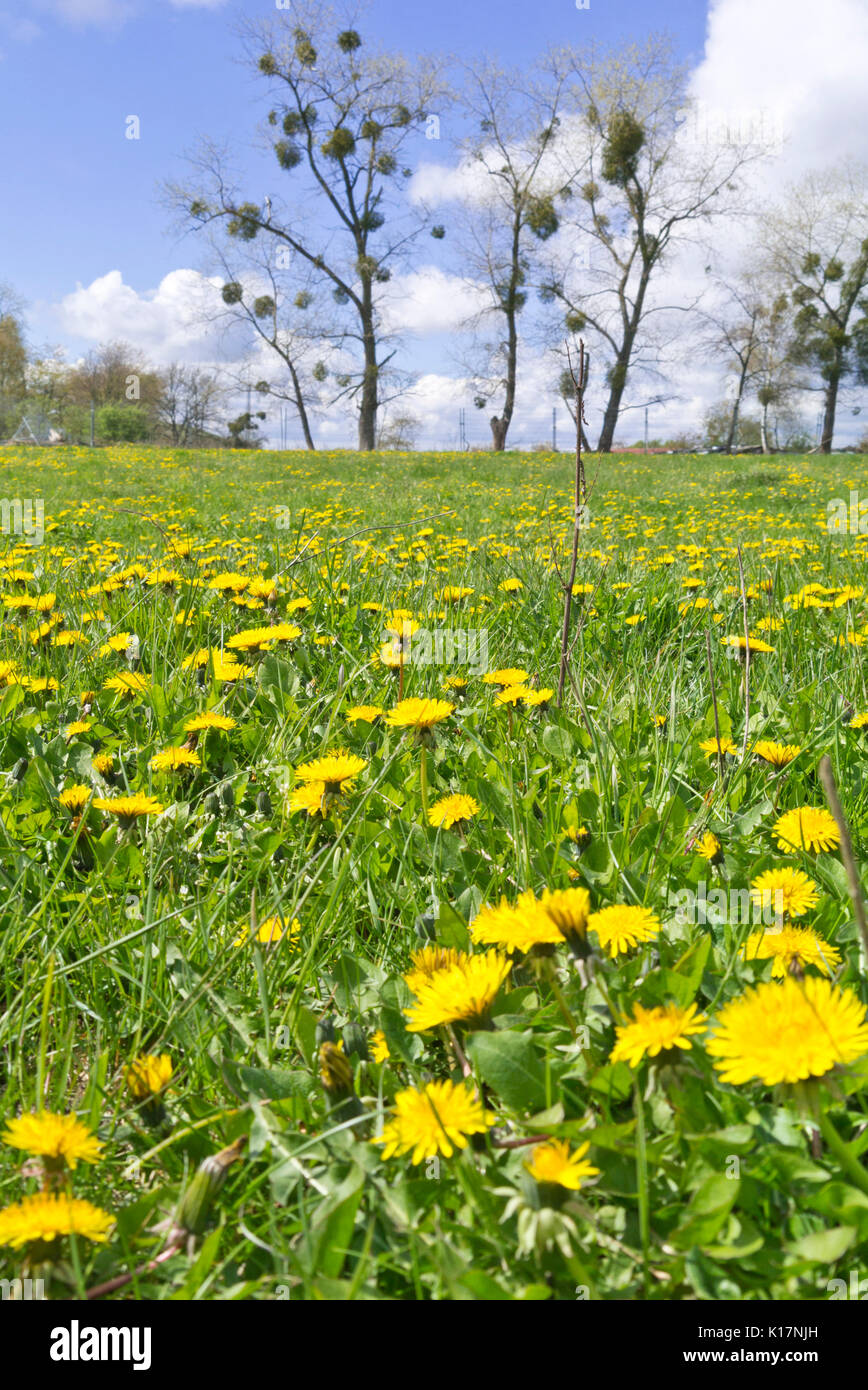 Common dandelion (Taraxacum officinale Stock Photo - Alamy