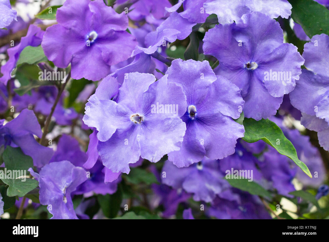 Brunfelsia Pauciflora Compacta
