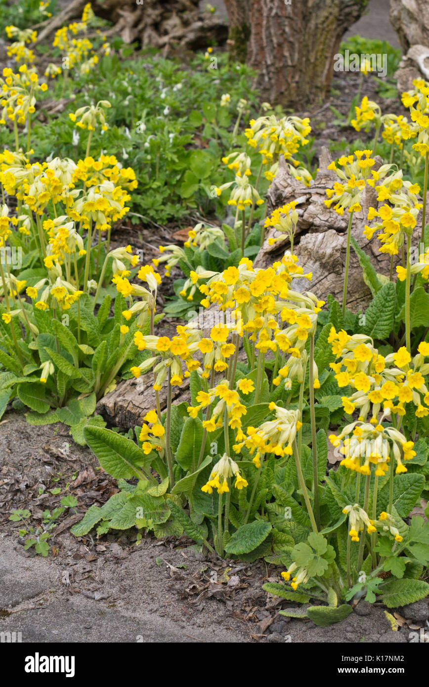 Cowslip (Primula veris subsp. veris Stock Photo - Alamy