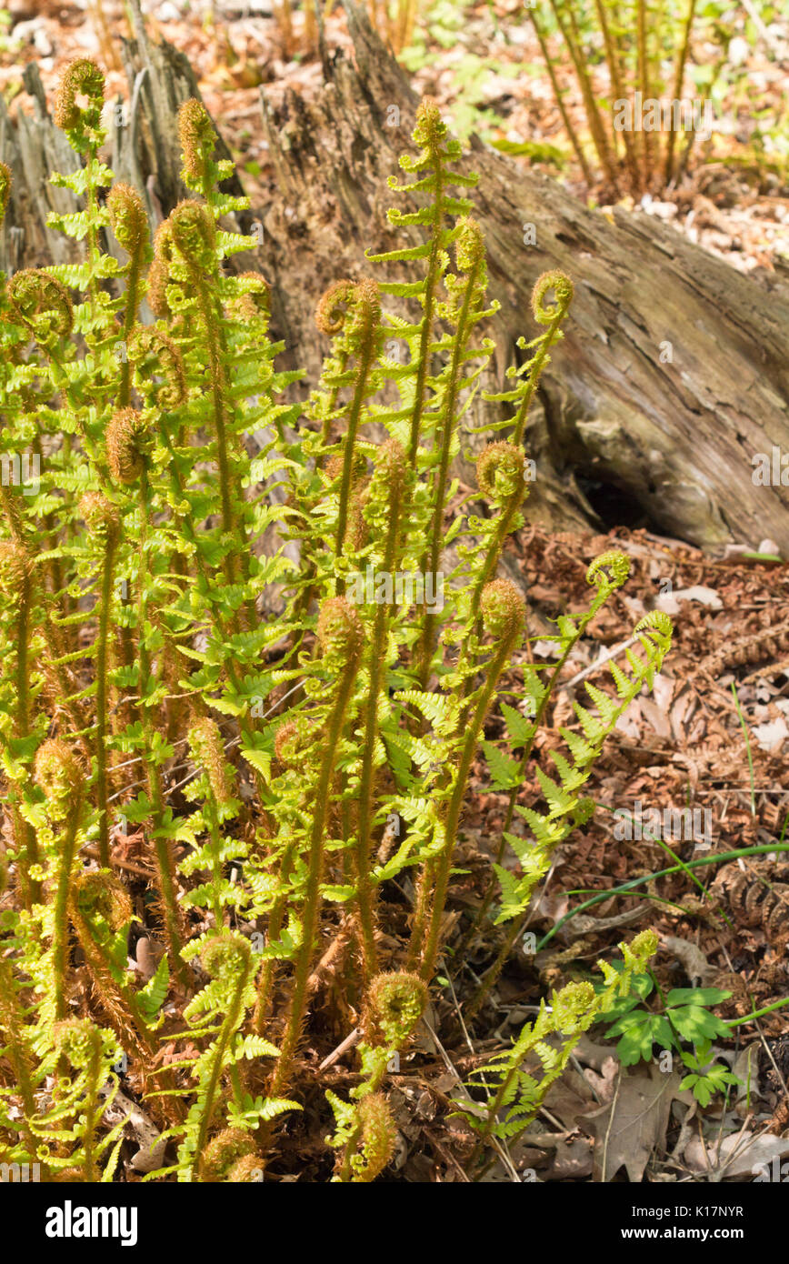 Golden shield fern (Dryopteris affinis Stock Photo - Alamy