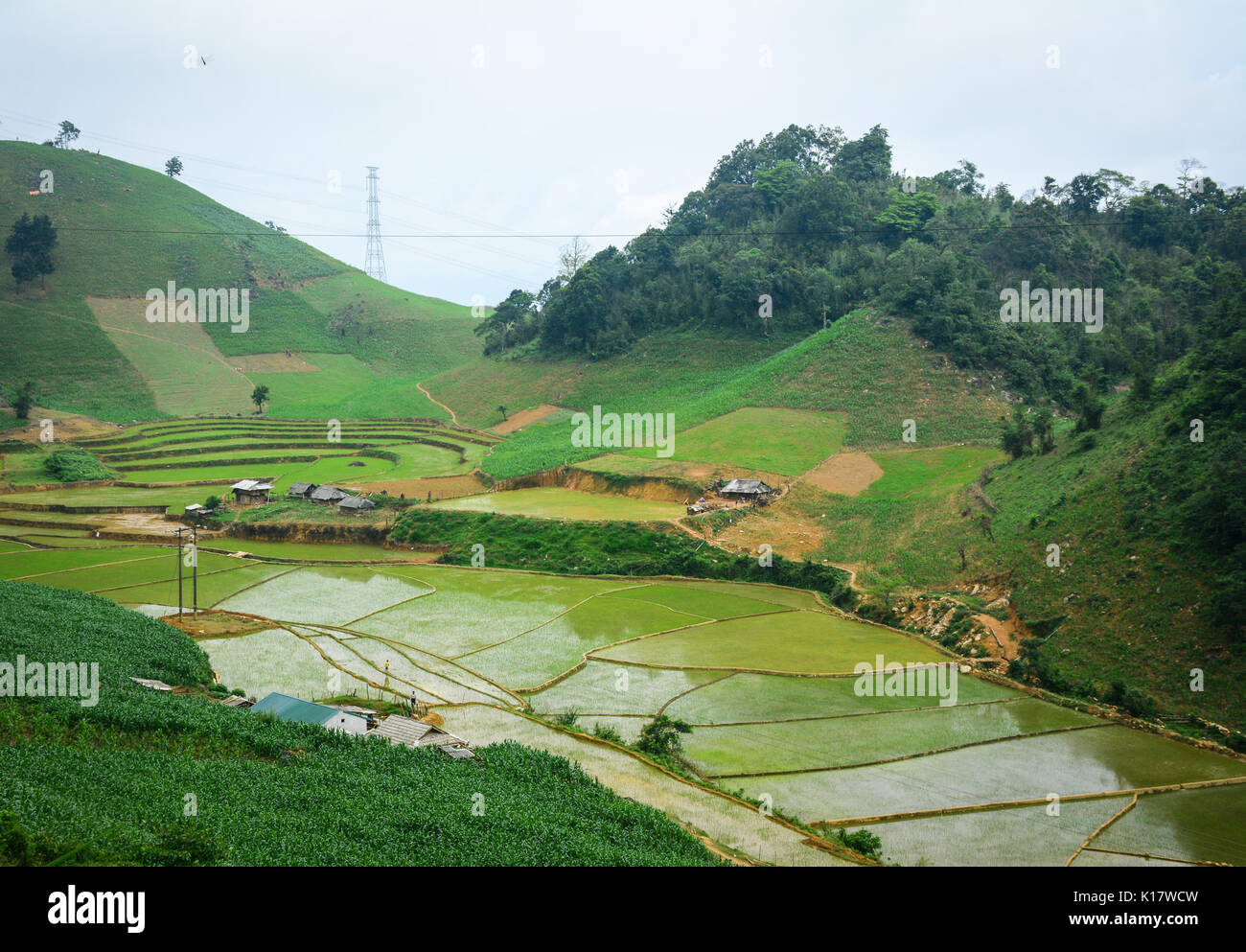 Terraced rice fields with mountain background in Sapa, Vietnam. Sa Pa ...