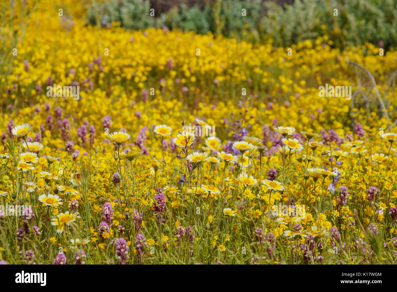 Beautiful yellow goldifelds and tidy tips blossom at Carrizo Plain ...