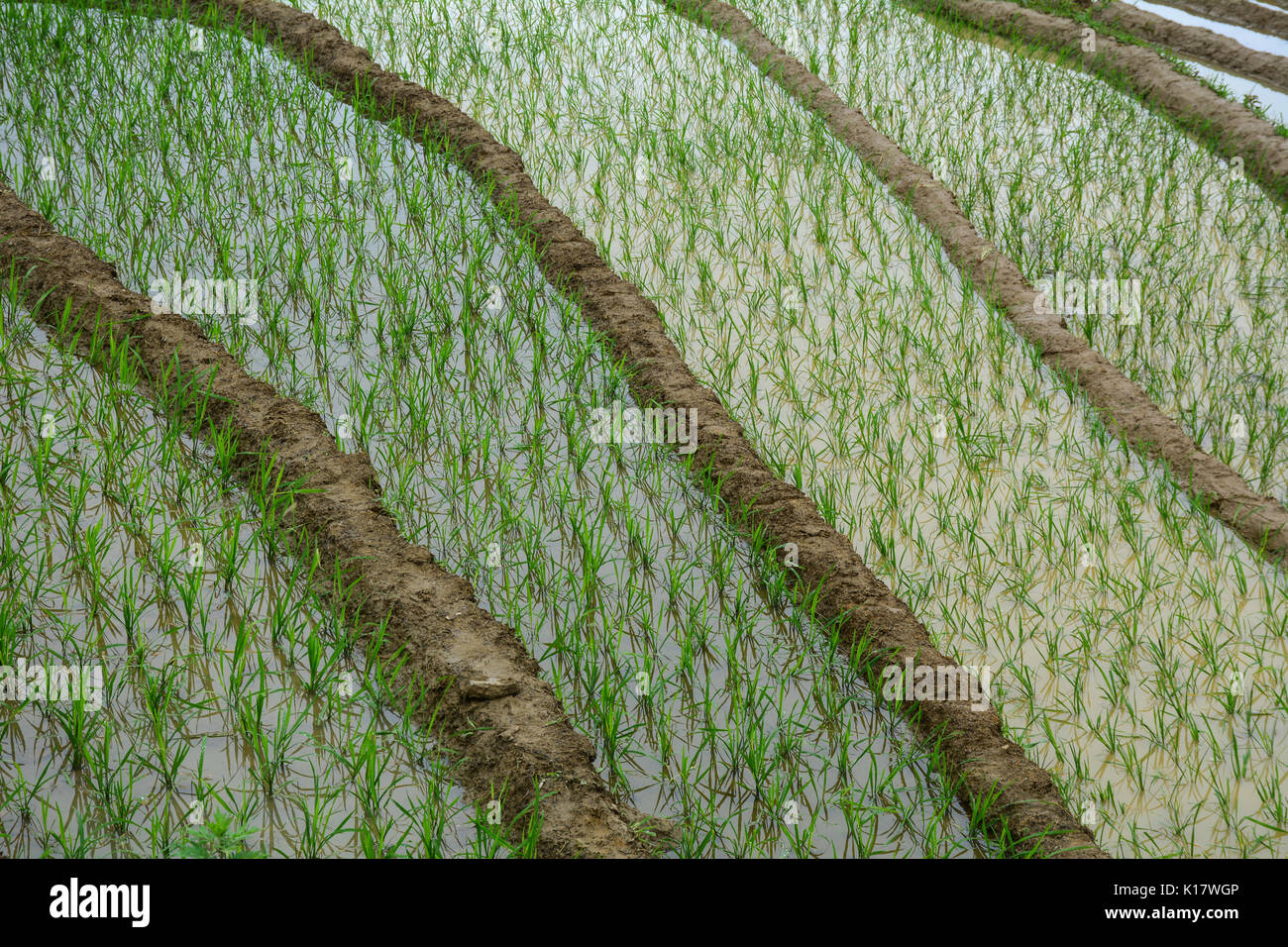Close-up of terraced rice field at rain season in Sapa, Vietnam. The ...