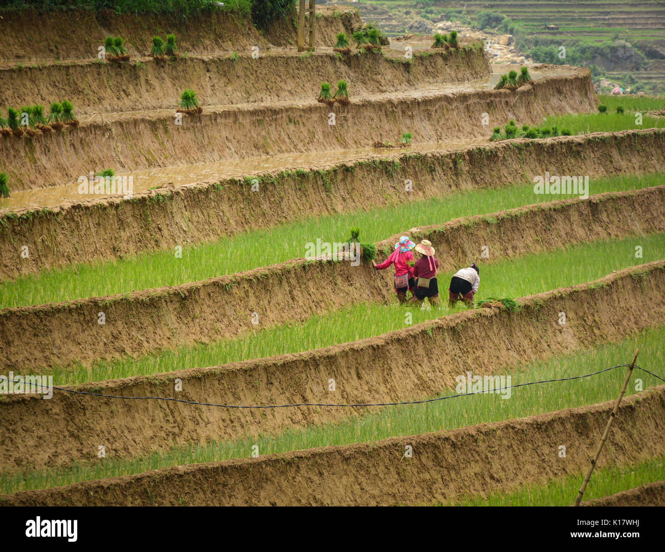 Hmong women working on the terraced rice field in Sapa, Vietnam. Sa Pa ...