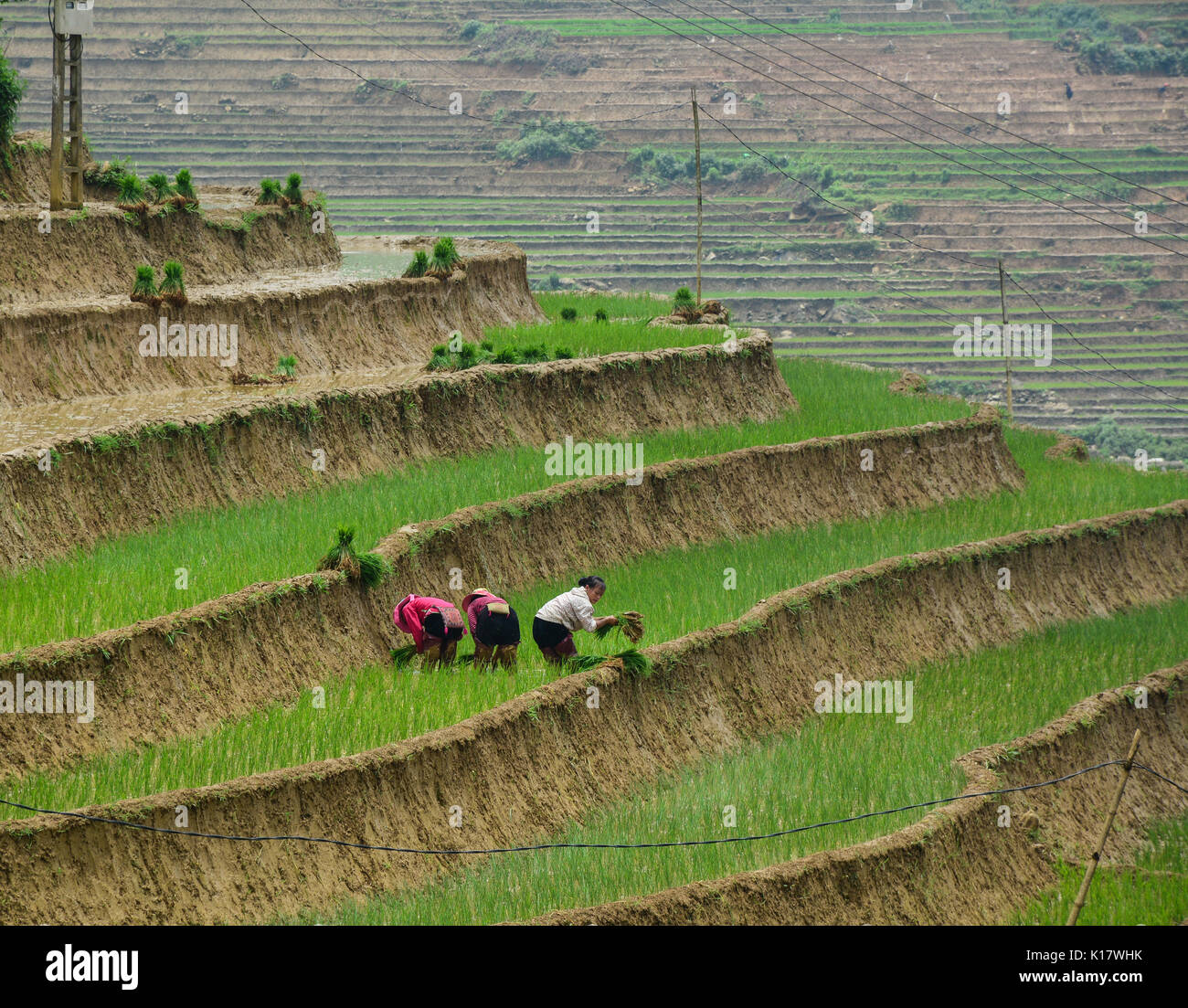 Sapa, Vietnam - May 30, 2016. Hmong women working on the terraced rice ...