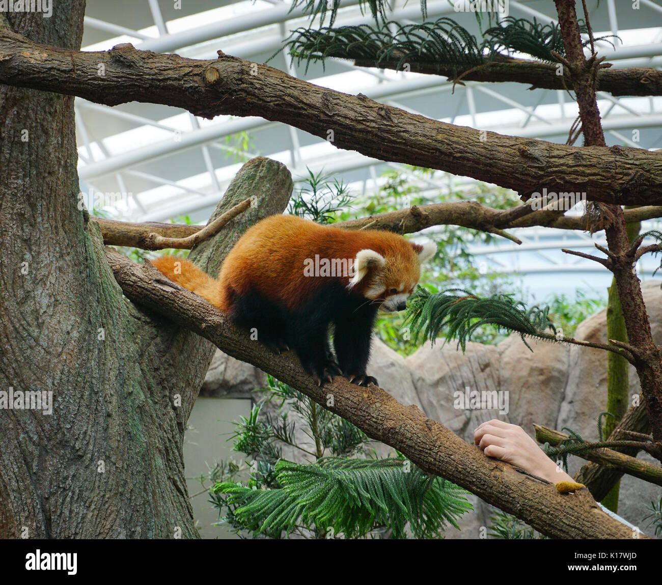 A weasel playing on a tree in the zoo. Close up Stock Photo - Alamy