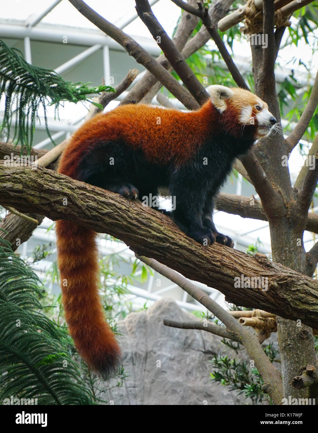 A weasel playing on a tree in the zoo. Close up Stock Photo - Alamy