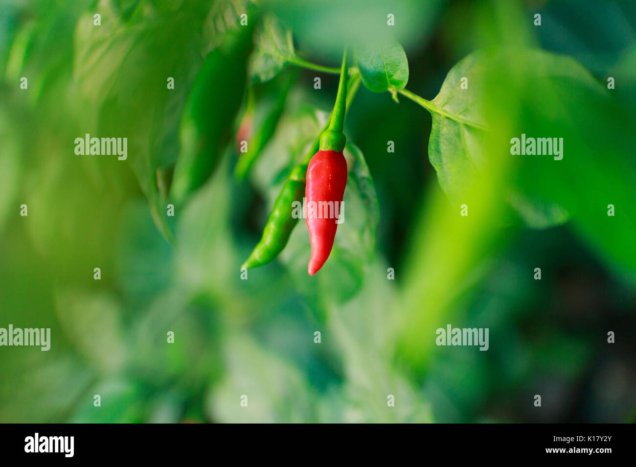 Cayenne pepper plant hi-res stock photography and images - Alamy