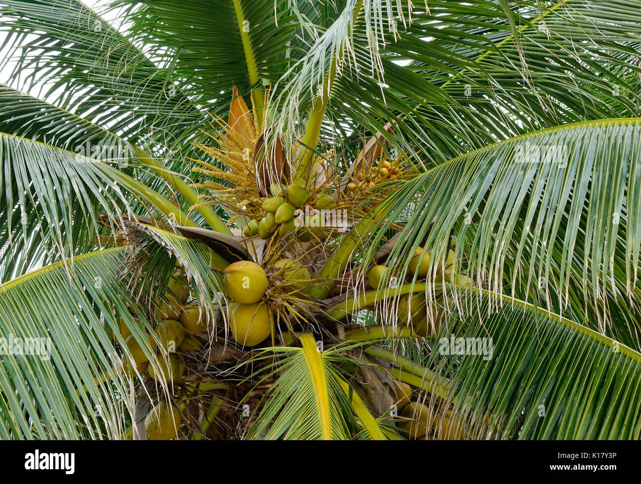 Coconut tree and fruits at the plantation in Asia Stock Photo - Alamy