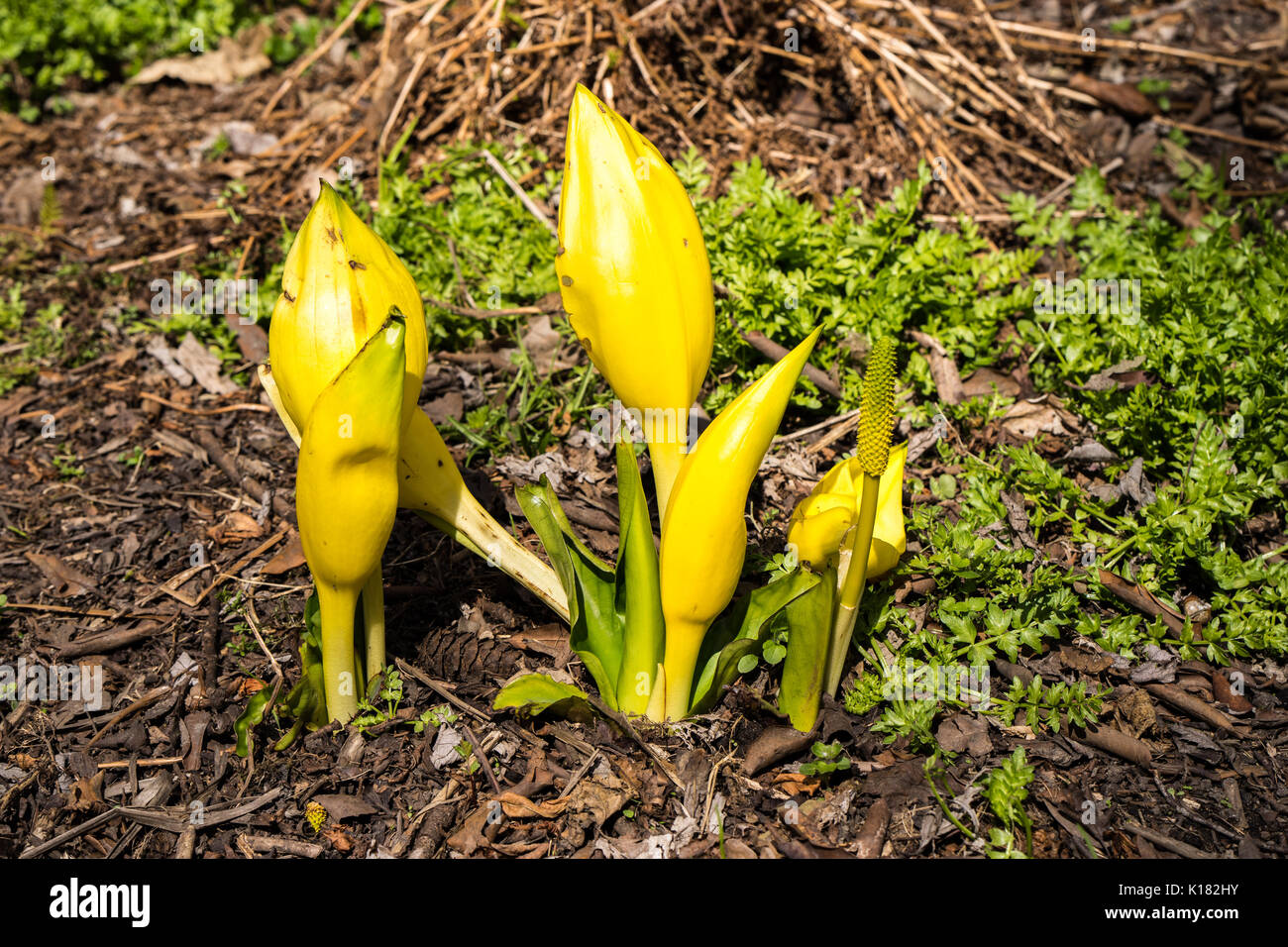 Decorative but poisonous yellow skunk cabbage, Lysichiton americanus ...