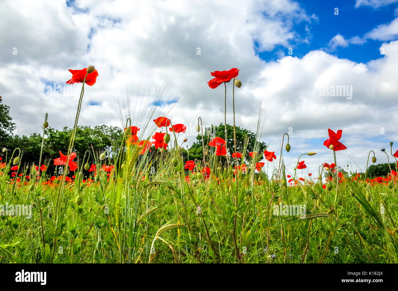 Field red poppies against sunset hi-res stock photography and images ...