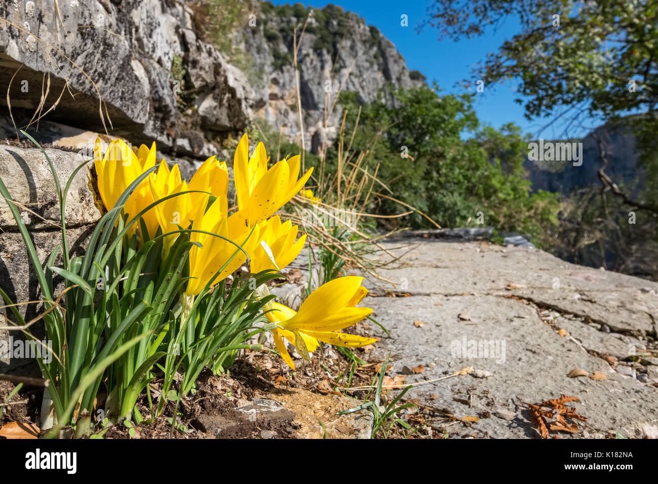 Wildflowers greece greek yellow hi-res stock photography and images - Alamy