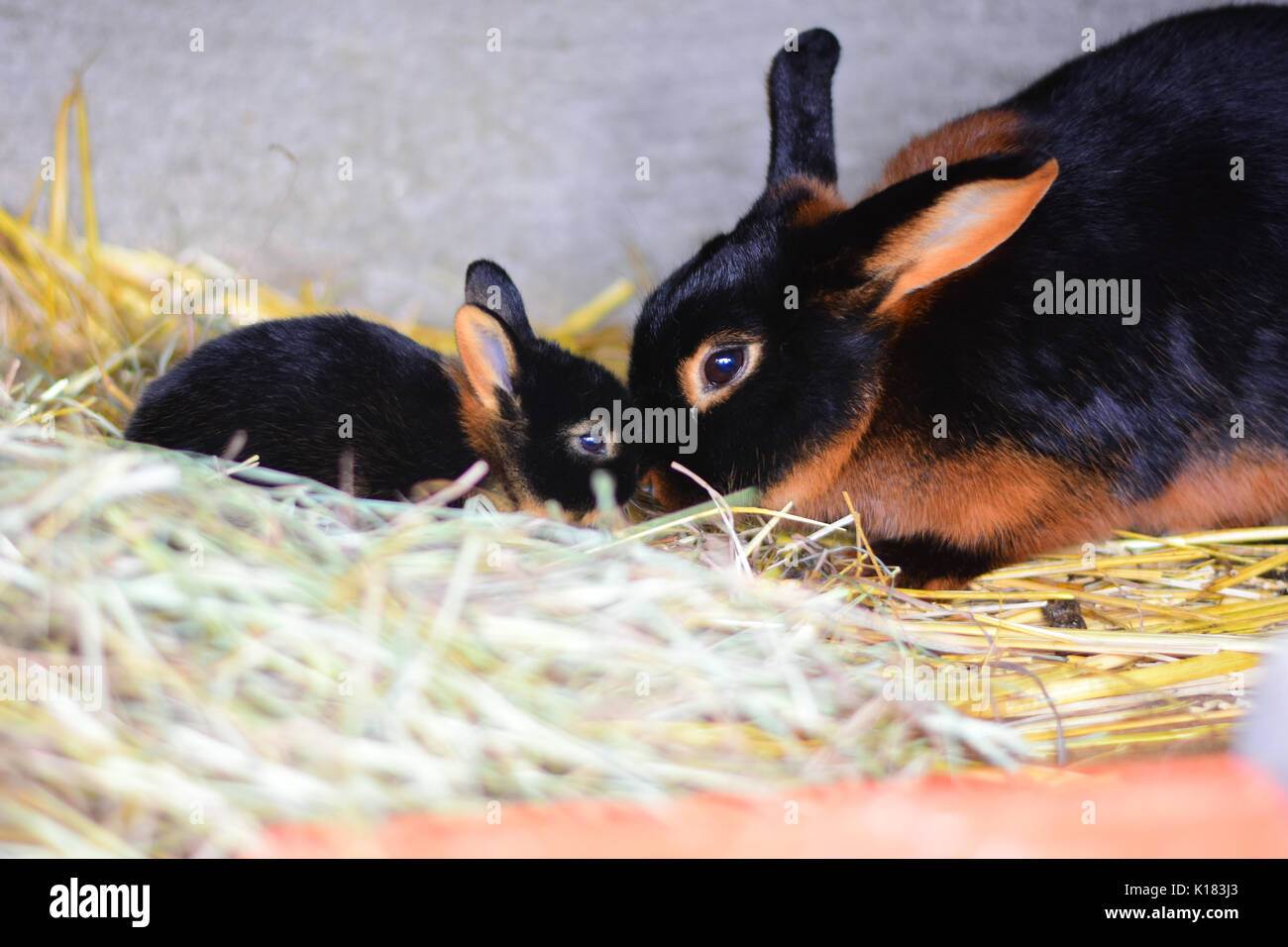 rabbit fire black Stock Photo - Alamy
