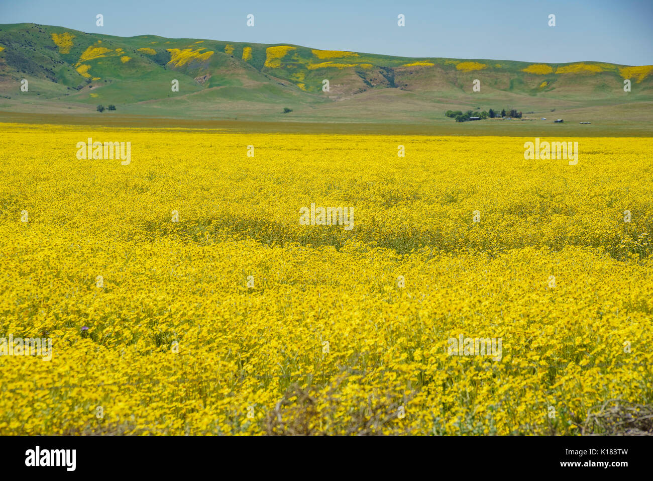 Beautiful yellow goldifelds and tidy tips blossom at Carrizo Plain ...