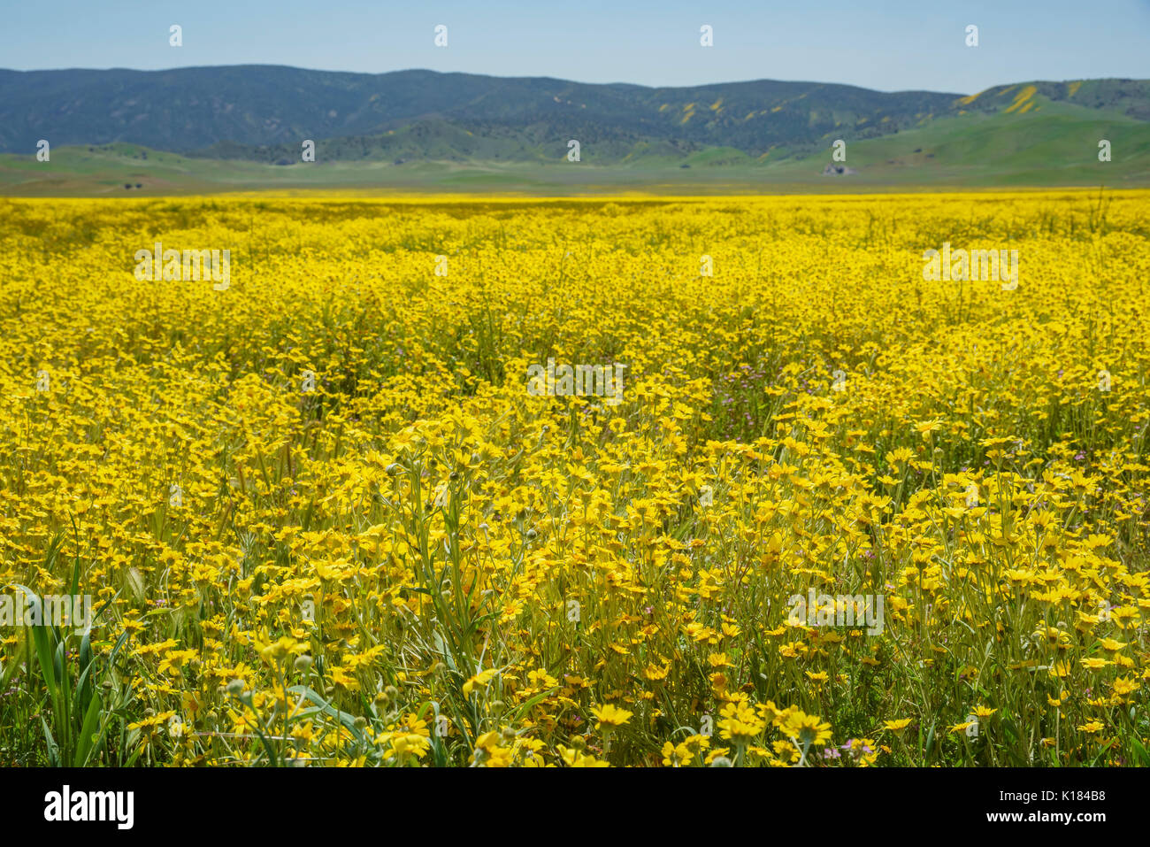 Beautiful yellow goldifelds and tidy tips blossom at Carrizo Plain ...
