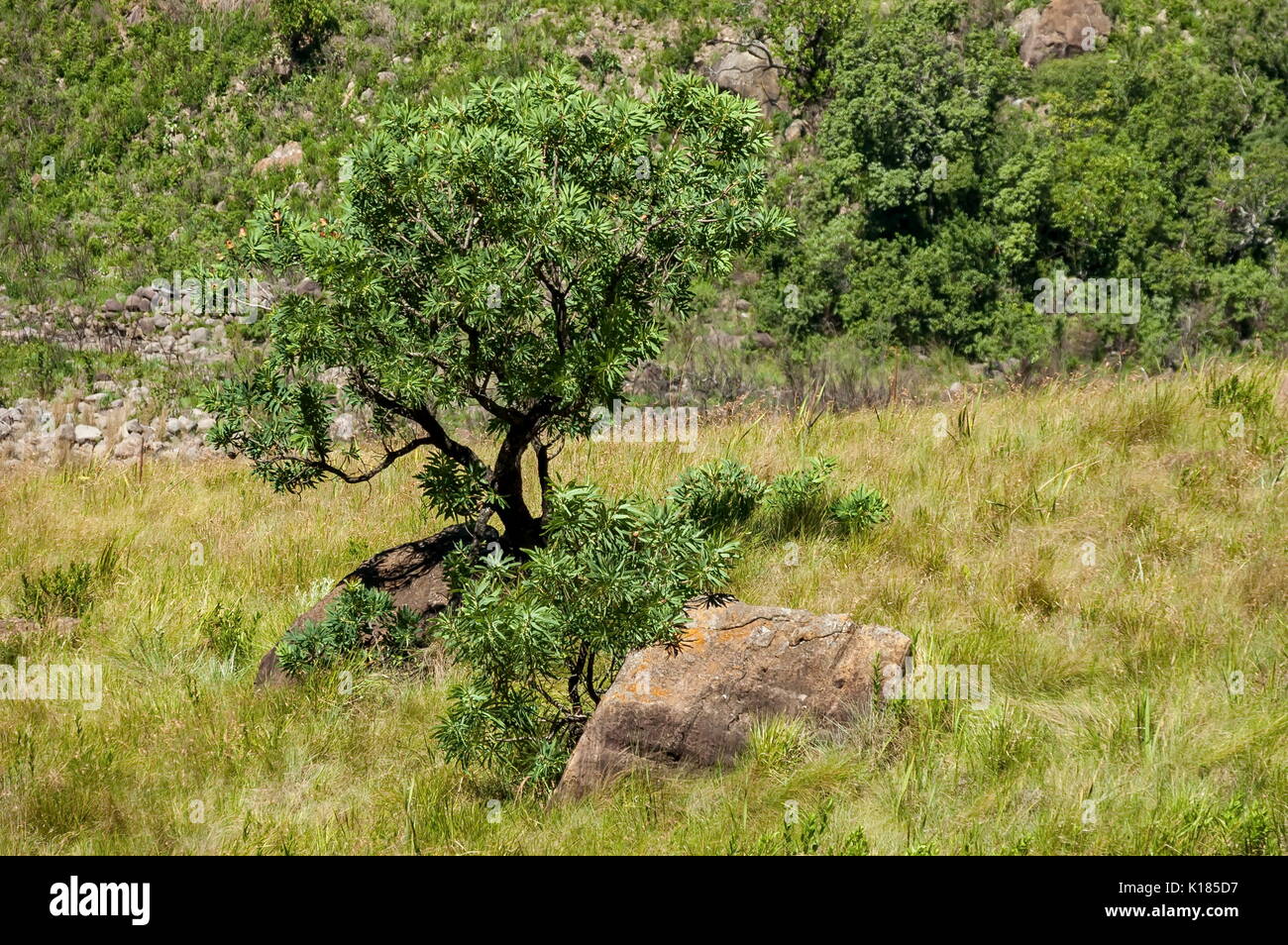 Protea trees in Drakensberg mountain, South Africa Stock Photo - Alamy
