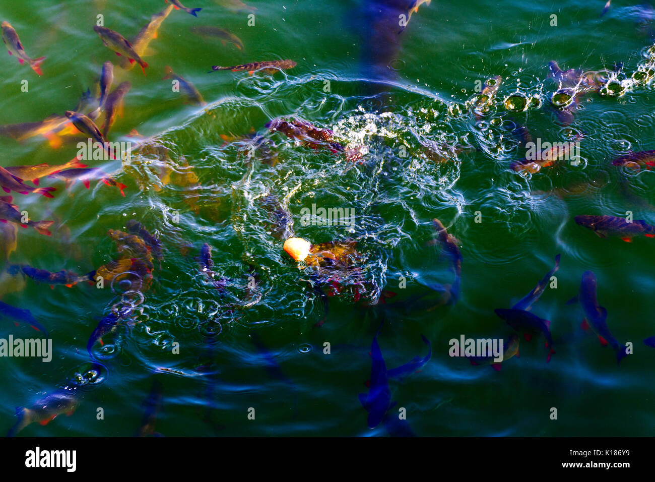 Fish catfish and ide live in ponds to cool the Chernobyl nuclear power ...