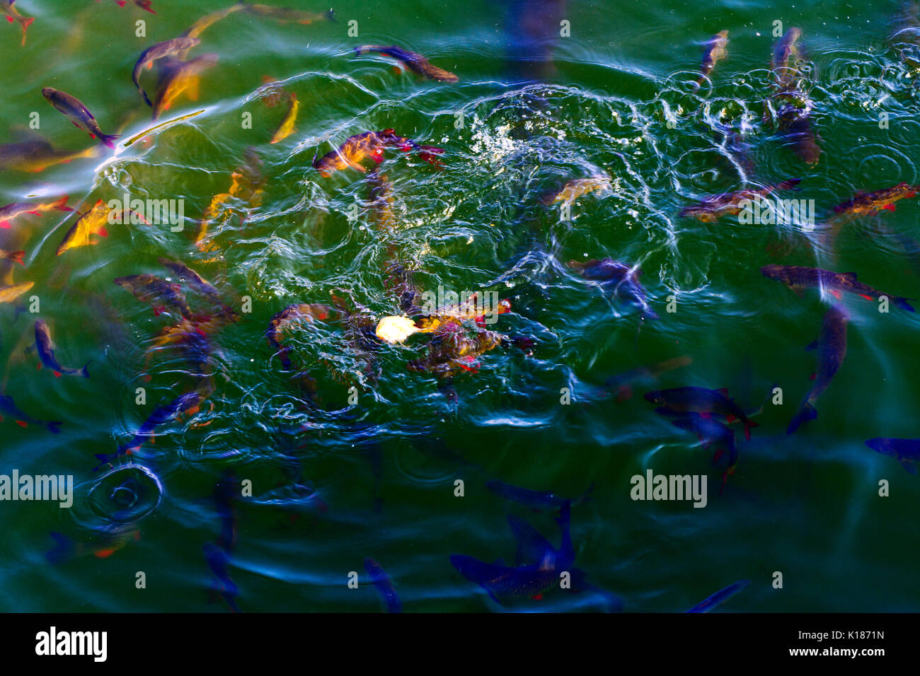 Fish catfish and ide live in ponds to cool the Chernobyl nuclear power ...