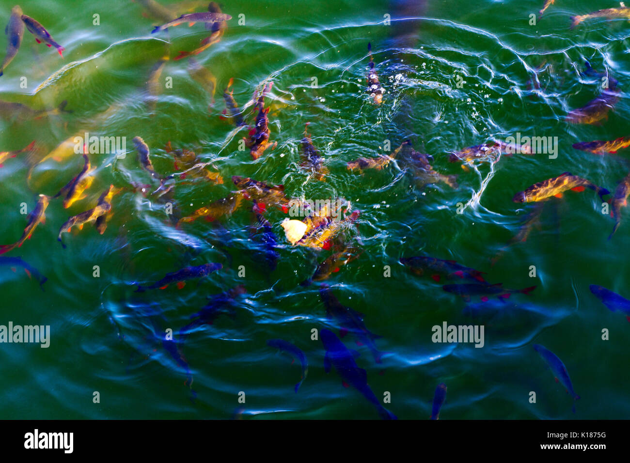 Fish catfish and ide live in ponds to cool the Chernobyl nuclear power ...