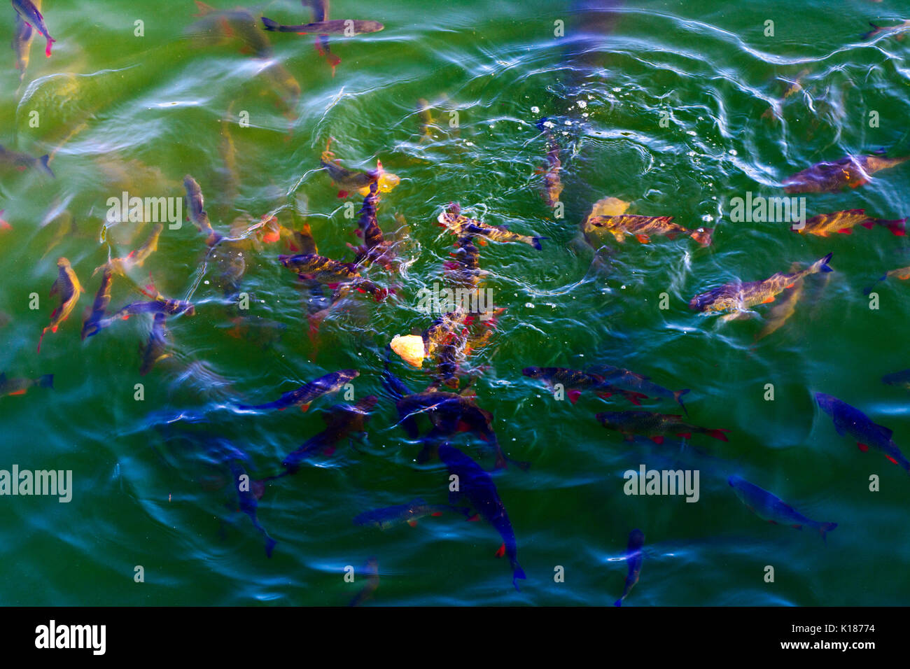 Fish catfish and ide live in ponds to cool the Chernobyl nuclear power ...