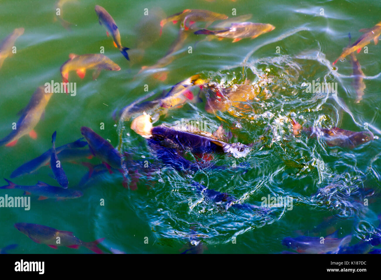 Fish catfish and ide live in ponds to cool the Chernobyl nuclear power ...