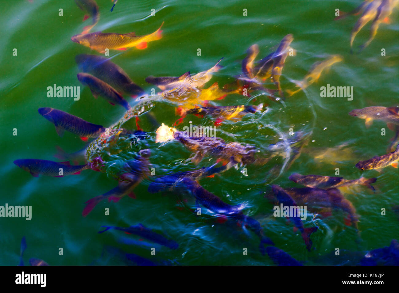 Fish catfish and ide live in ponds to cool the Chernobyl nuclear power ...