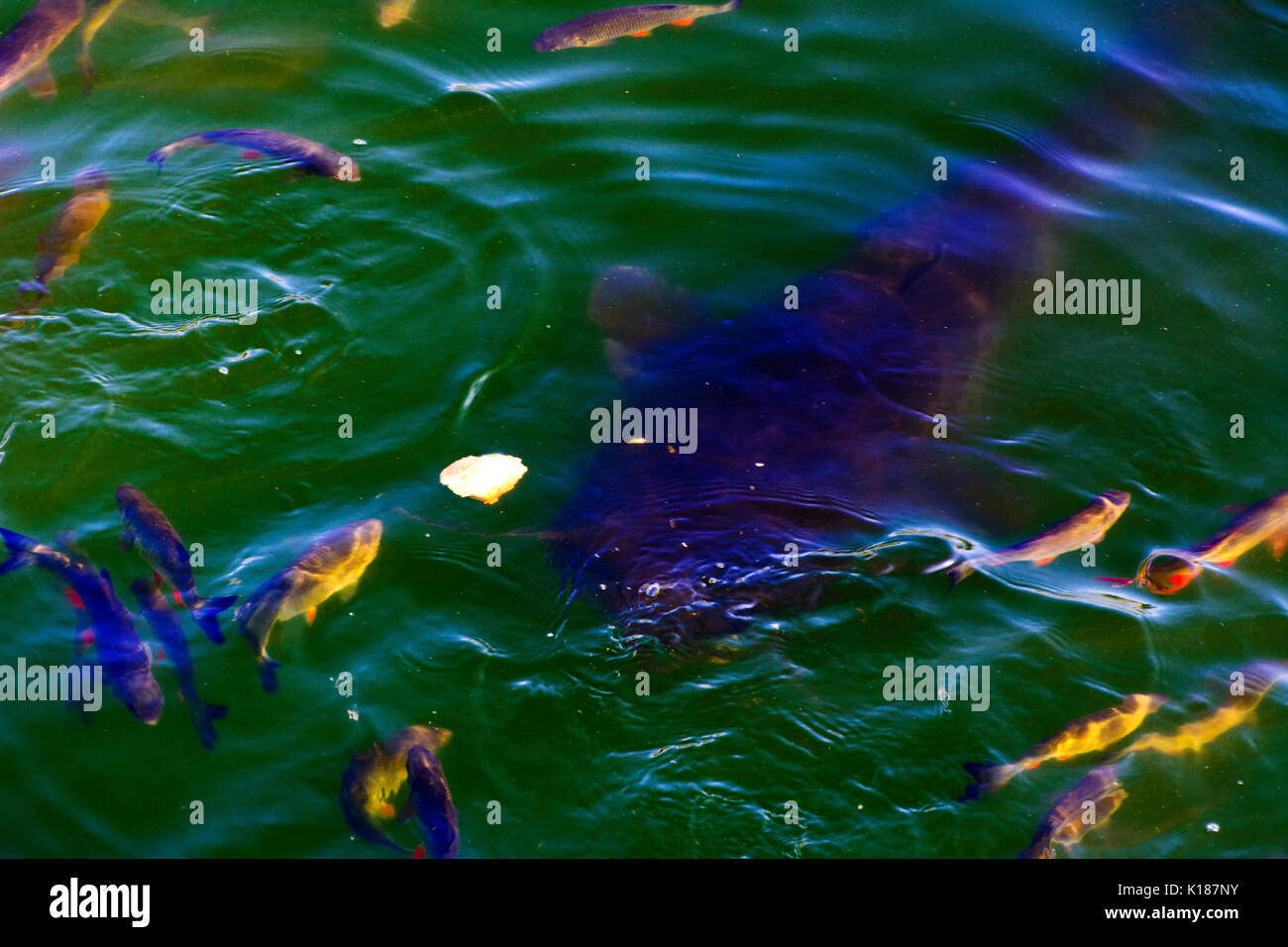 Fish catfish and ide live in ponds to cool the Chernobyl nuclear power ...