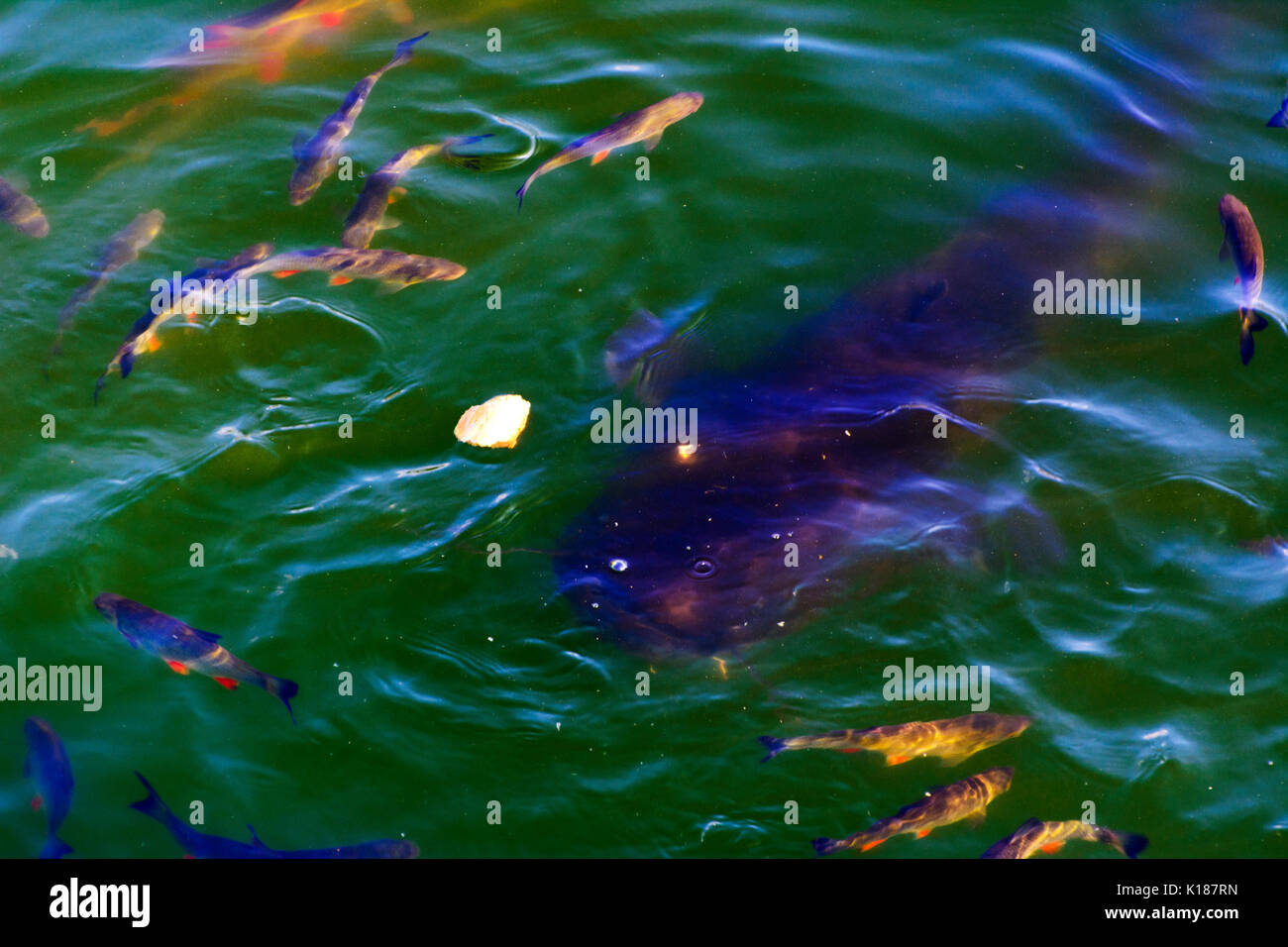 Fish catfish and ide live in ponds to cool the Chernobyl nuclear power ...